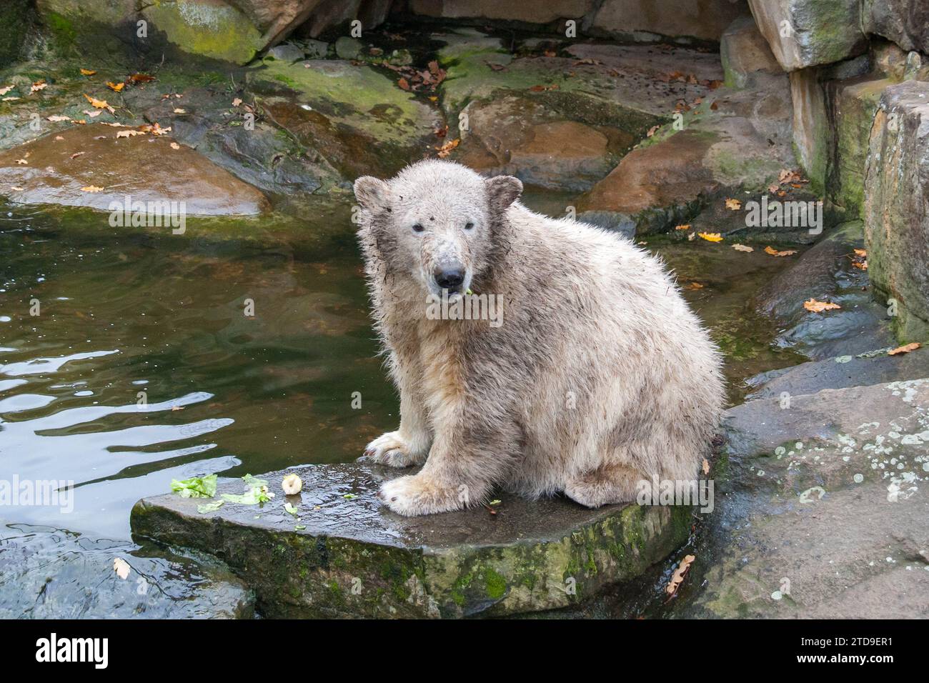 The baby polar bear Knut at the Berlin zoo 2007 Stock Photo - Alamy