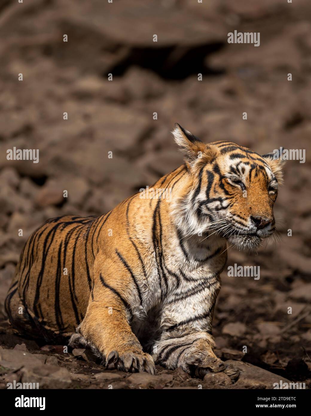 Tiger terrain hi-res stock photography and images - Alamy