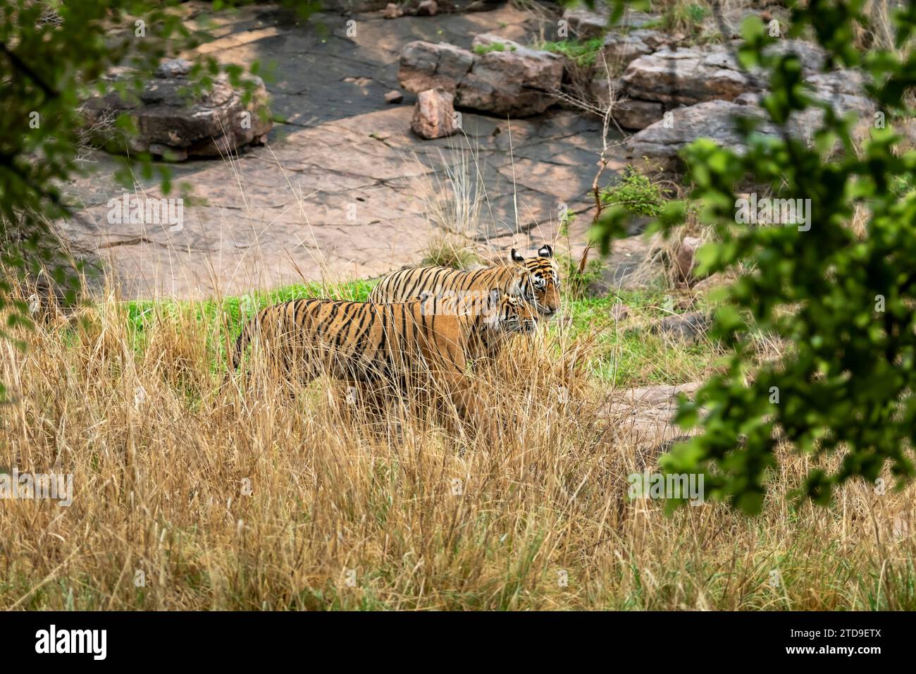 Mother Love cuddling moment cub showing love to her mom between wild ...