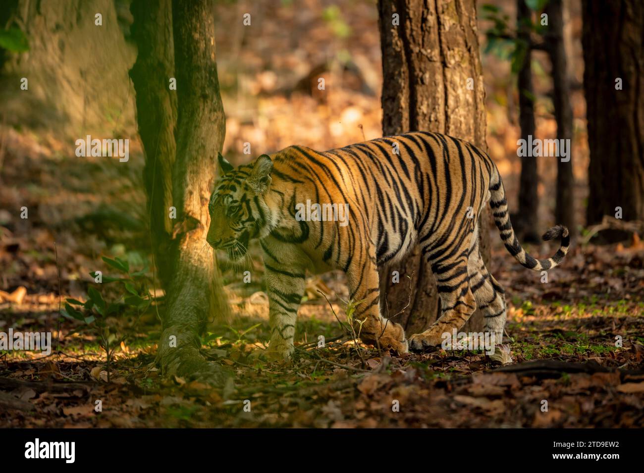 indian wild male bengal tiger or panthera tigris on stroll in morning ...