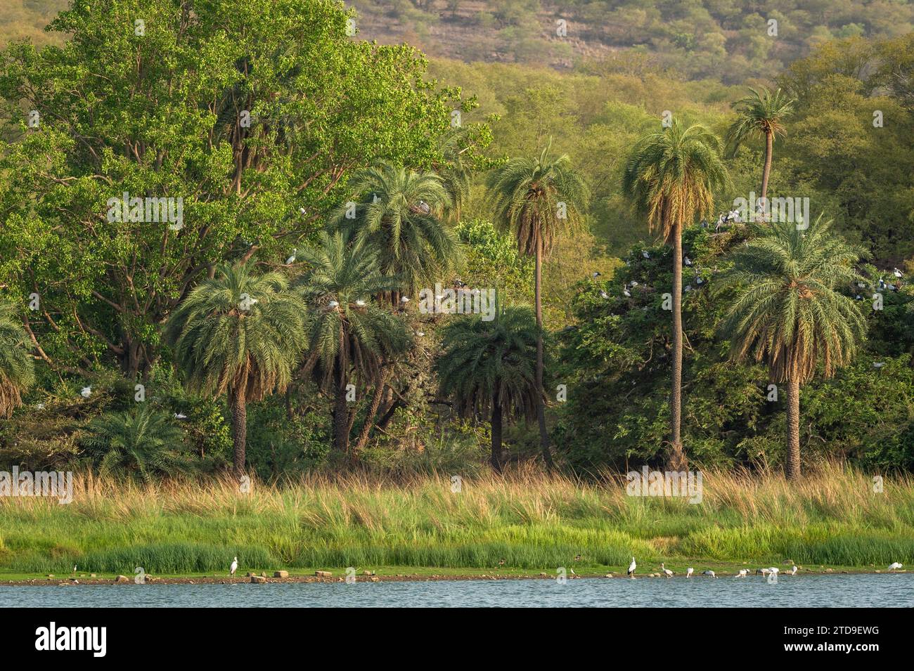 lake forest hills view habitat and landscape of ranthambore national ...