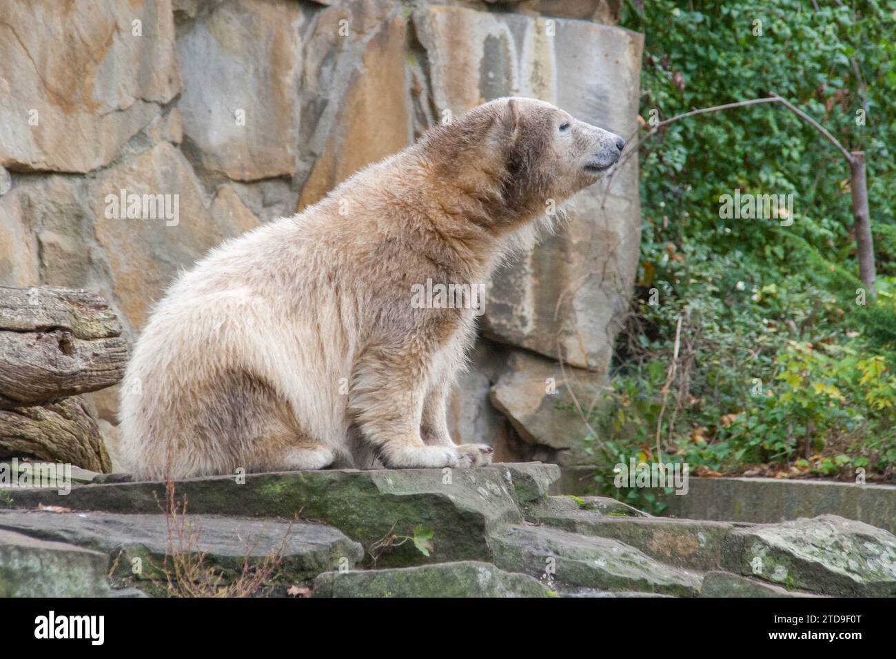 The baby polar bear Knut at the Berlin zoo 2007 Stock Photo - Alamy