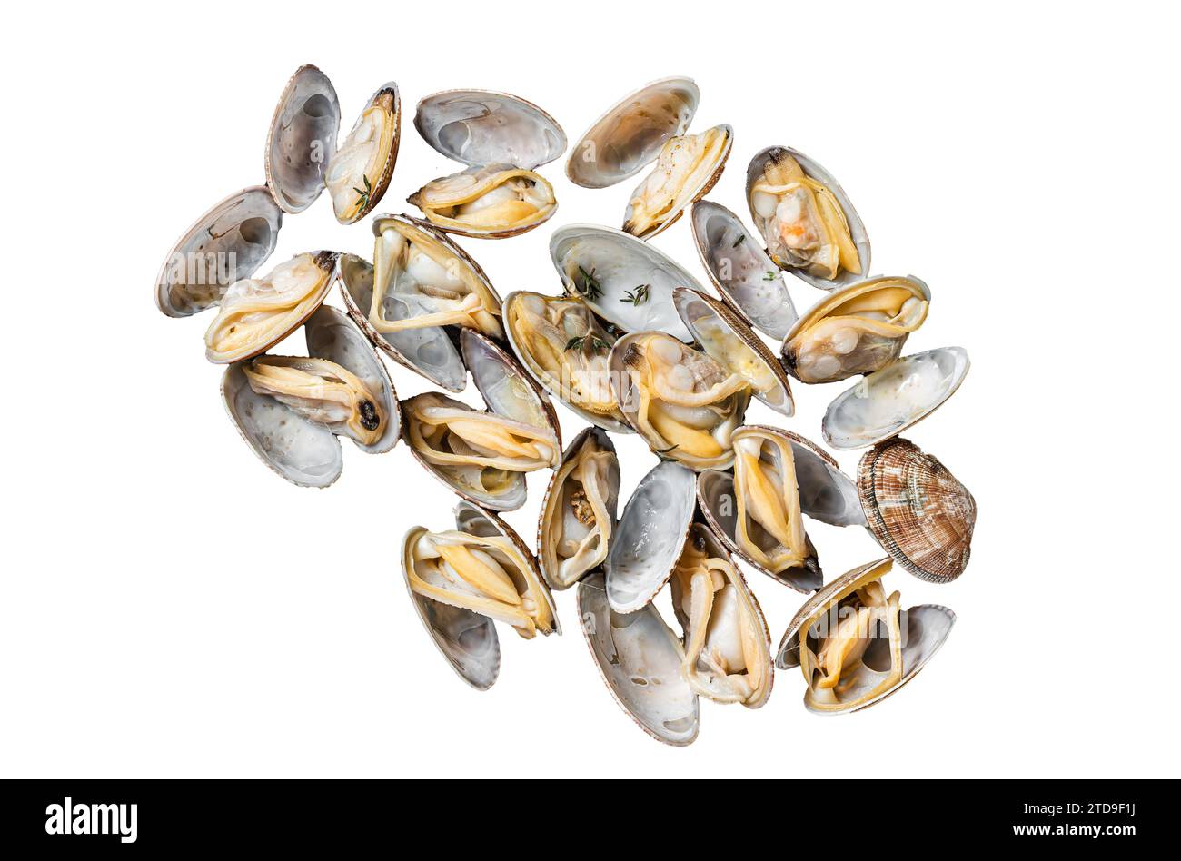 Steamed shellfish Clams with garlic and herbs. Isolated on white ...