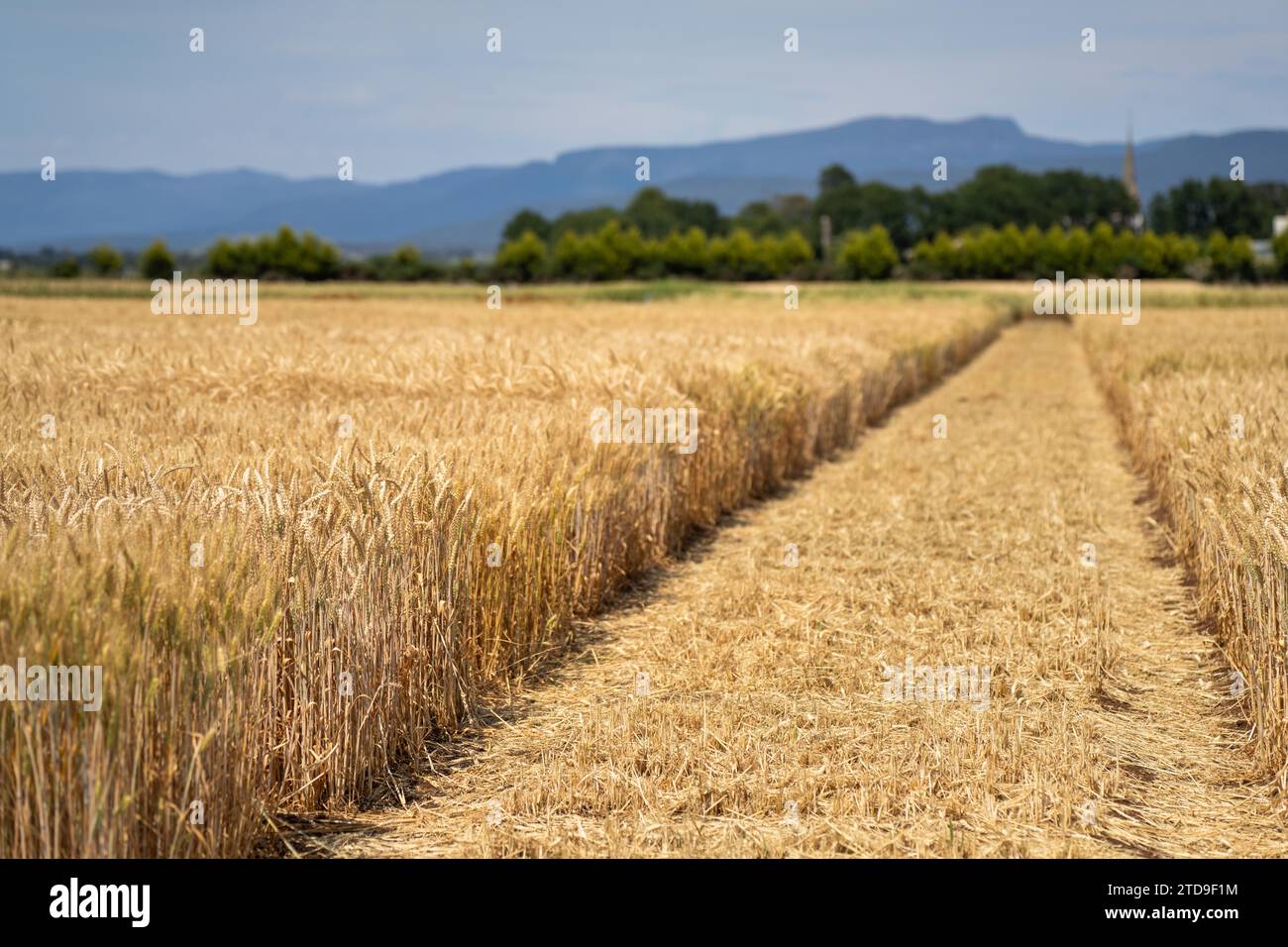wheat grain crop in a field in a farm growing in rows. growing a crop ...