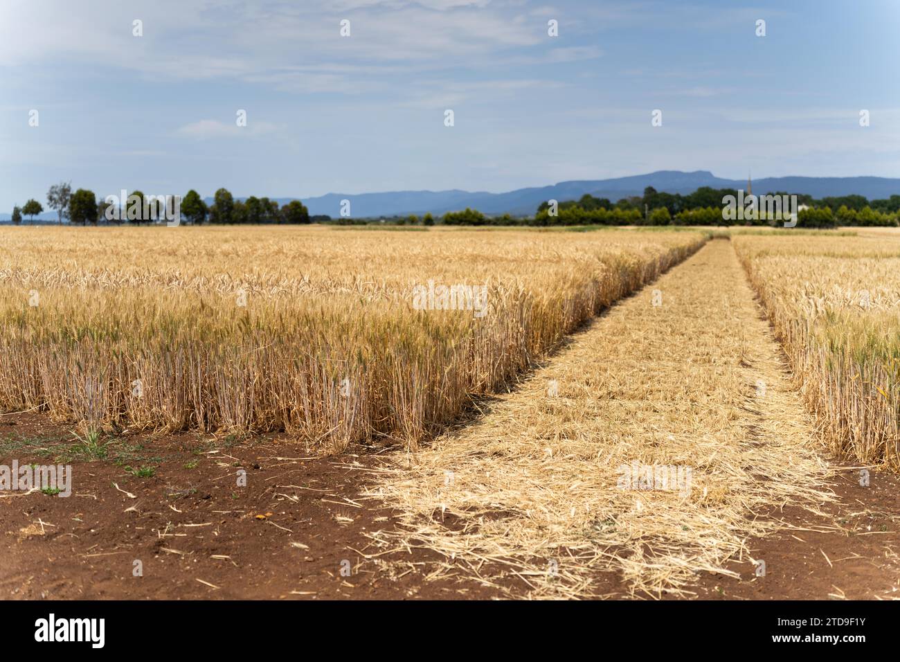 Crop rows of wheat and barley plants showing Agriculture growth and ...