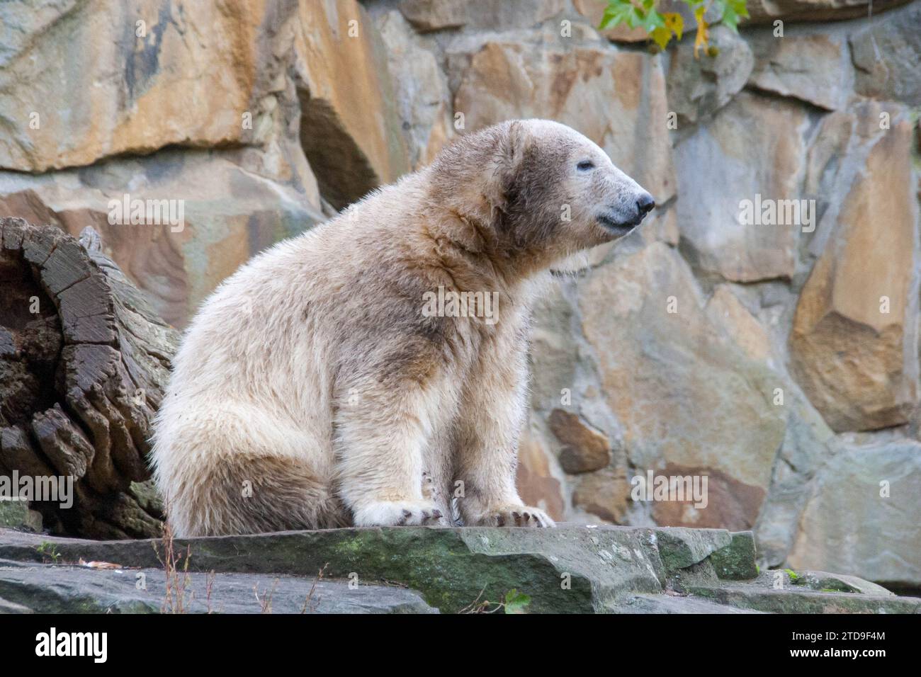 Knut baby zoo hi-res stock photography and images - Alamy