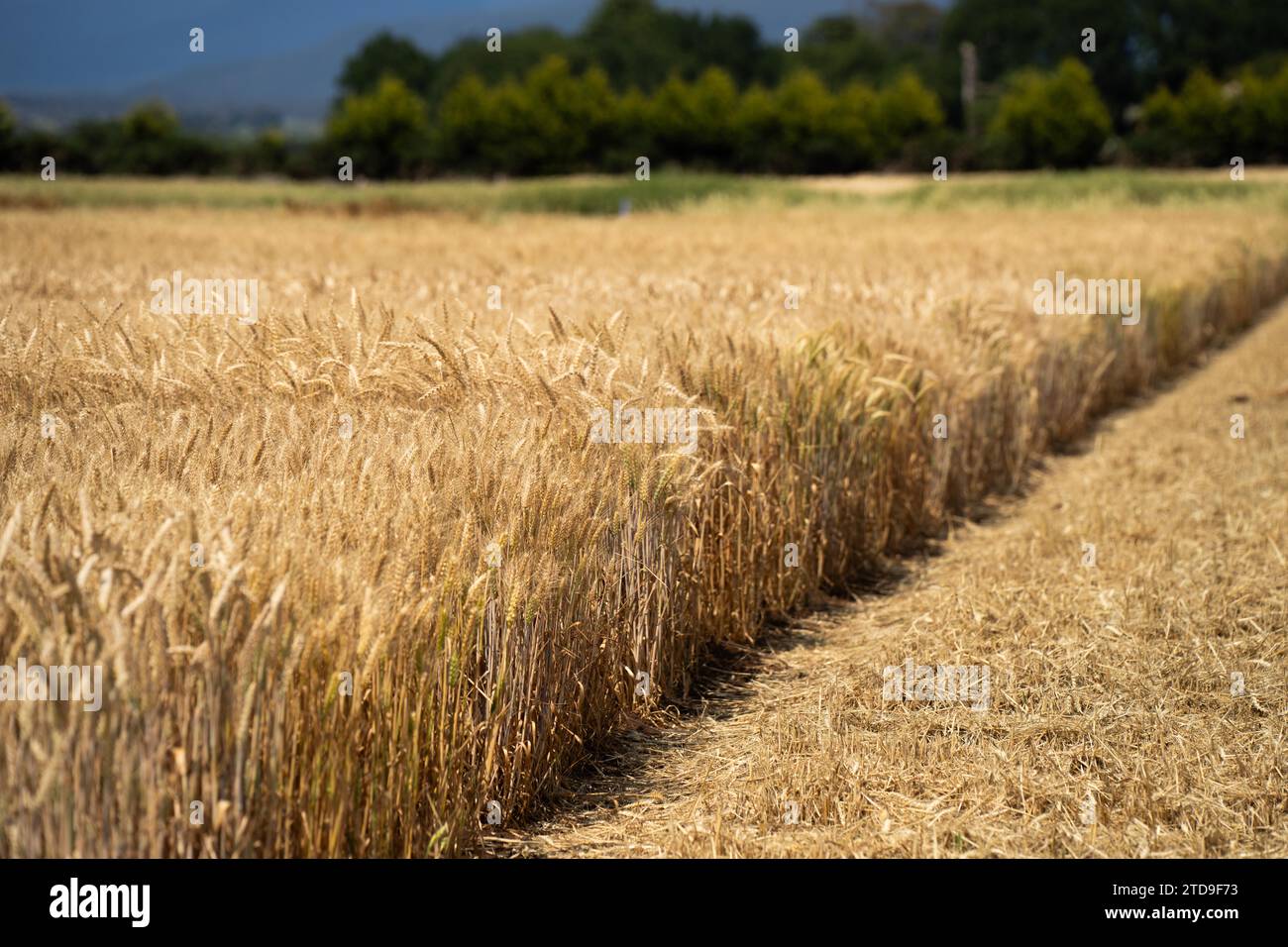 Crop rows of wheat and barley plants showing Agriculture growth and ...