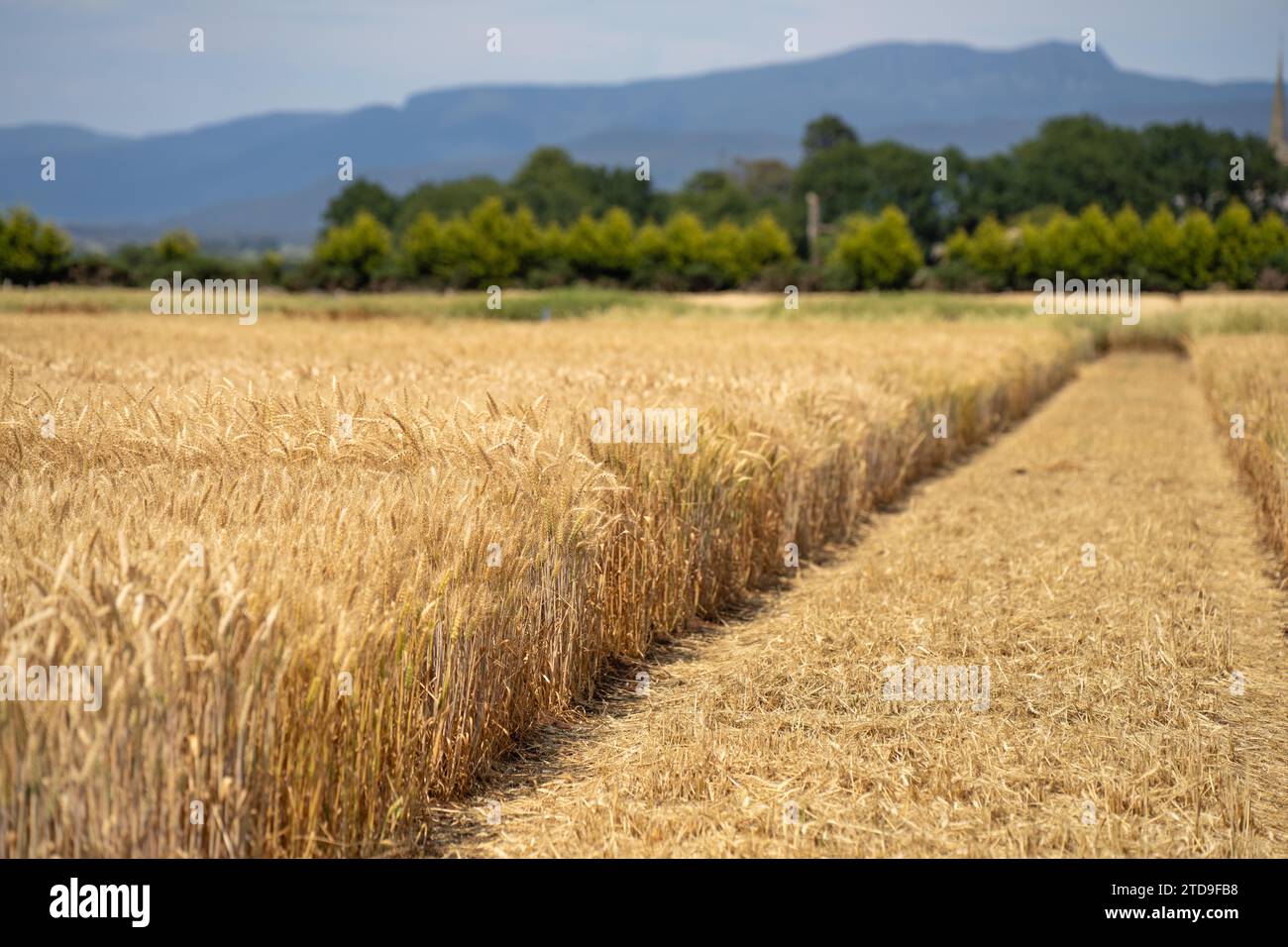beautiful farming landscape of wheat fields and crops growing Stock ...