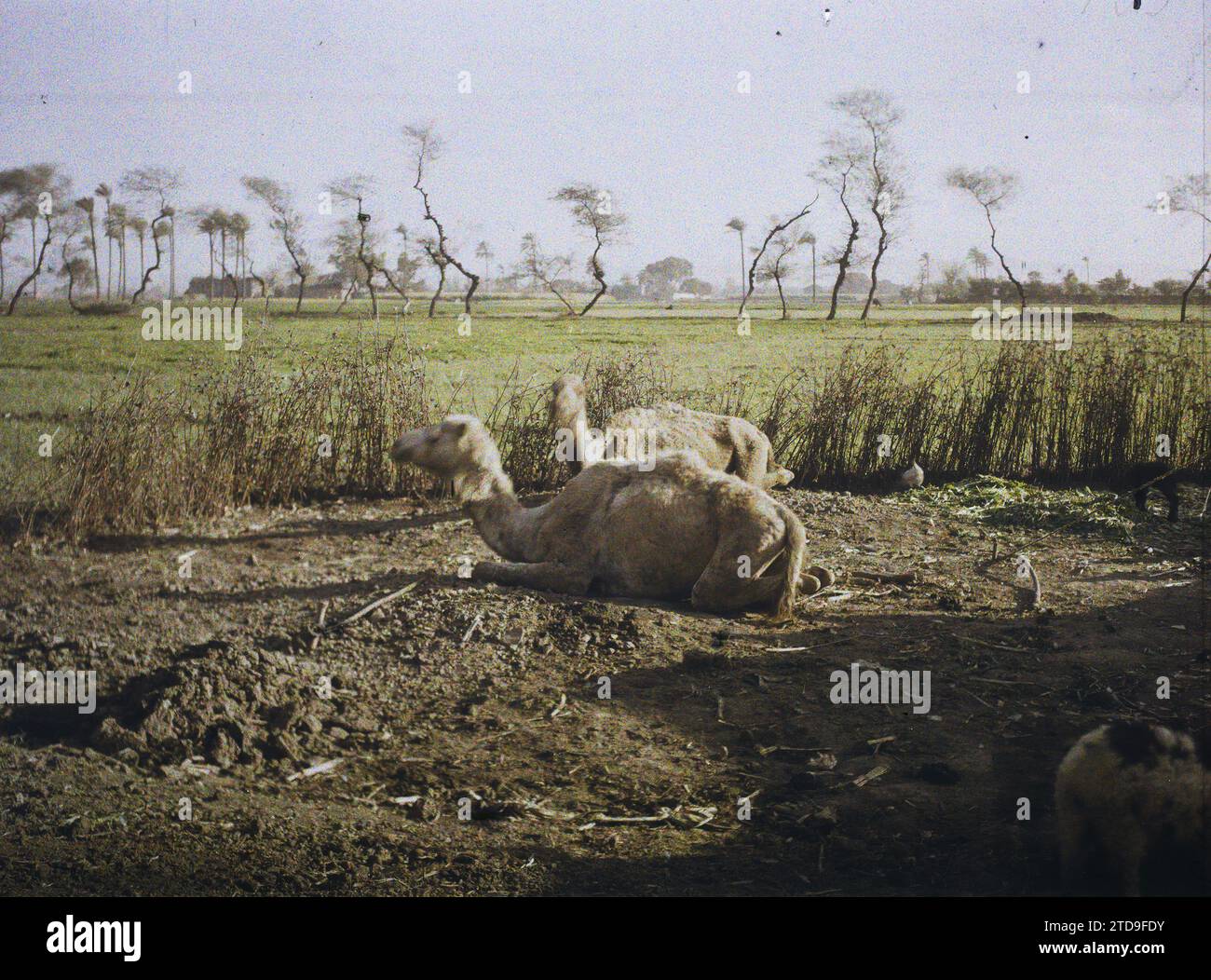 Cairo, Egypt, Africa Camels at rest, Nature, Environment, Animal ...