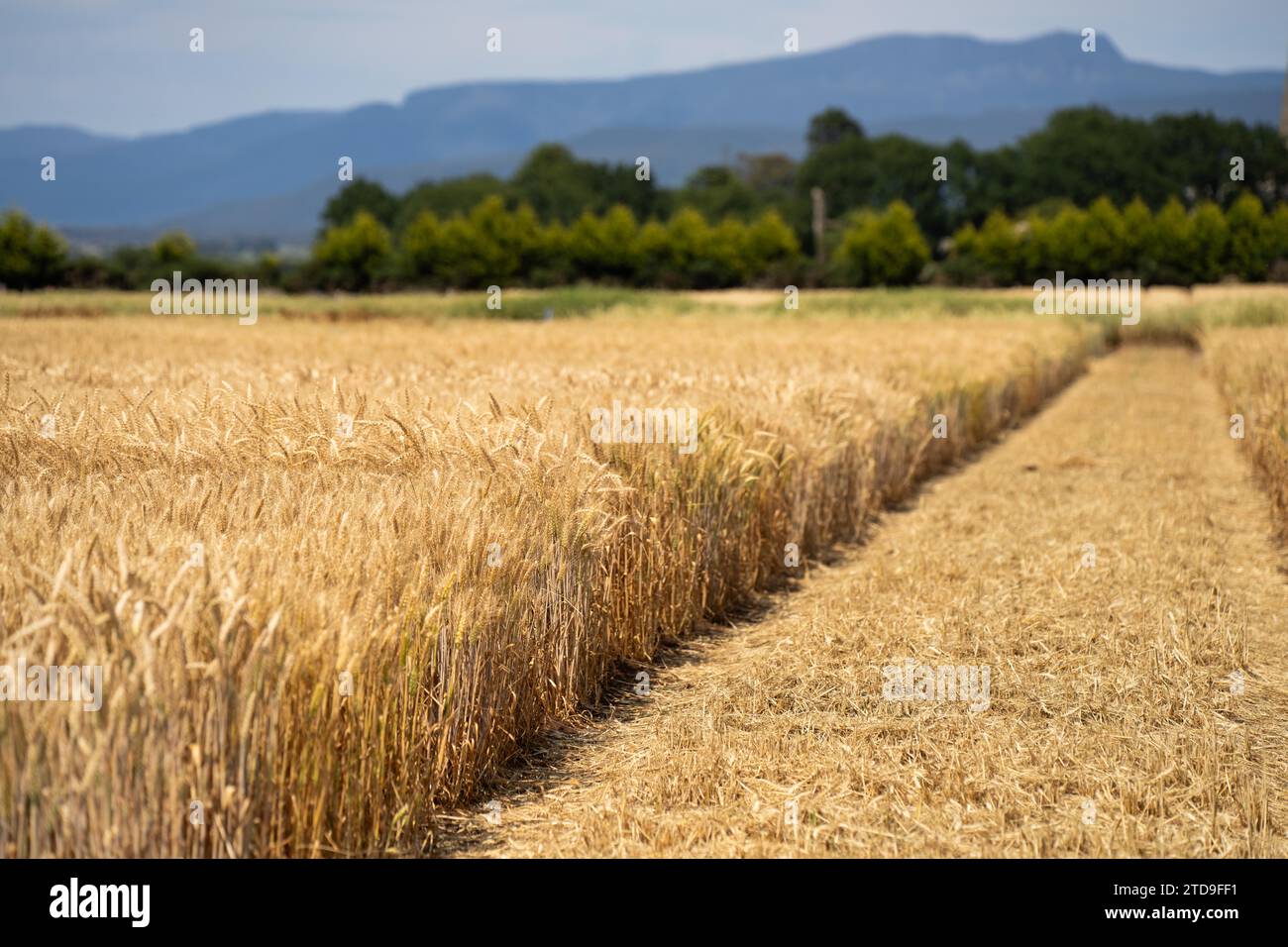wheat grain crop in a field in a farm growing in rows. growing a crop ...