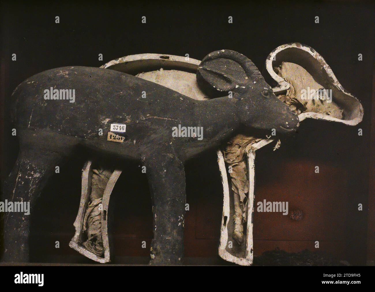 Cairo, Egypt, Africa Mummy of gazelle at the Egyptian museum, Animal ...