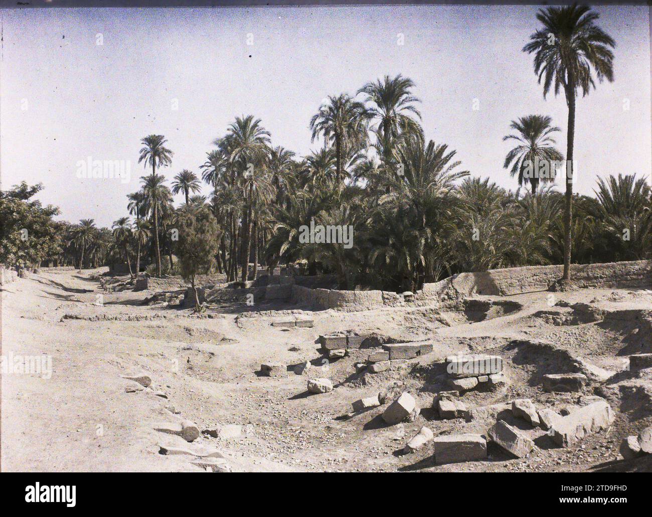 Louqsor, Egypt, Africa Palm grove on the road to Karnak, Nature ...