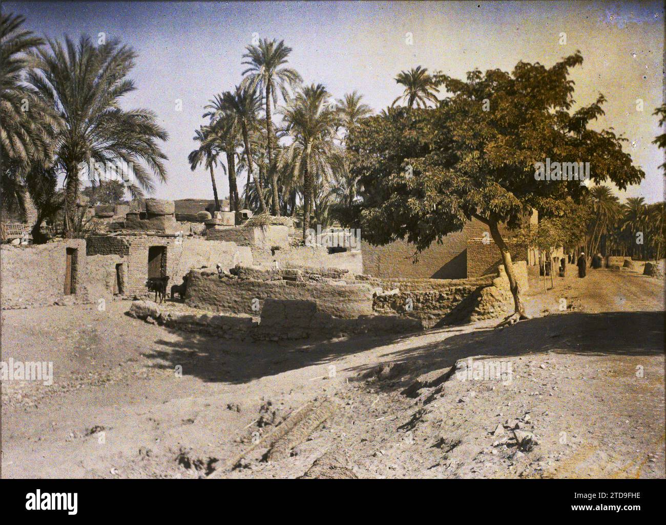 Louqsor, Egypt, Africa Village on the Karnak road, Animal, Habitat ...