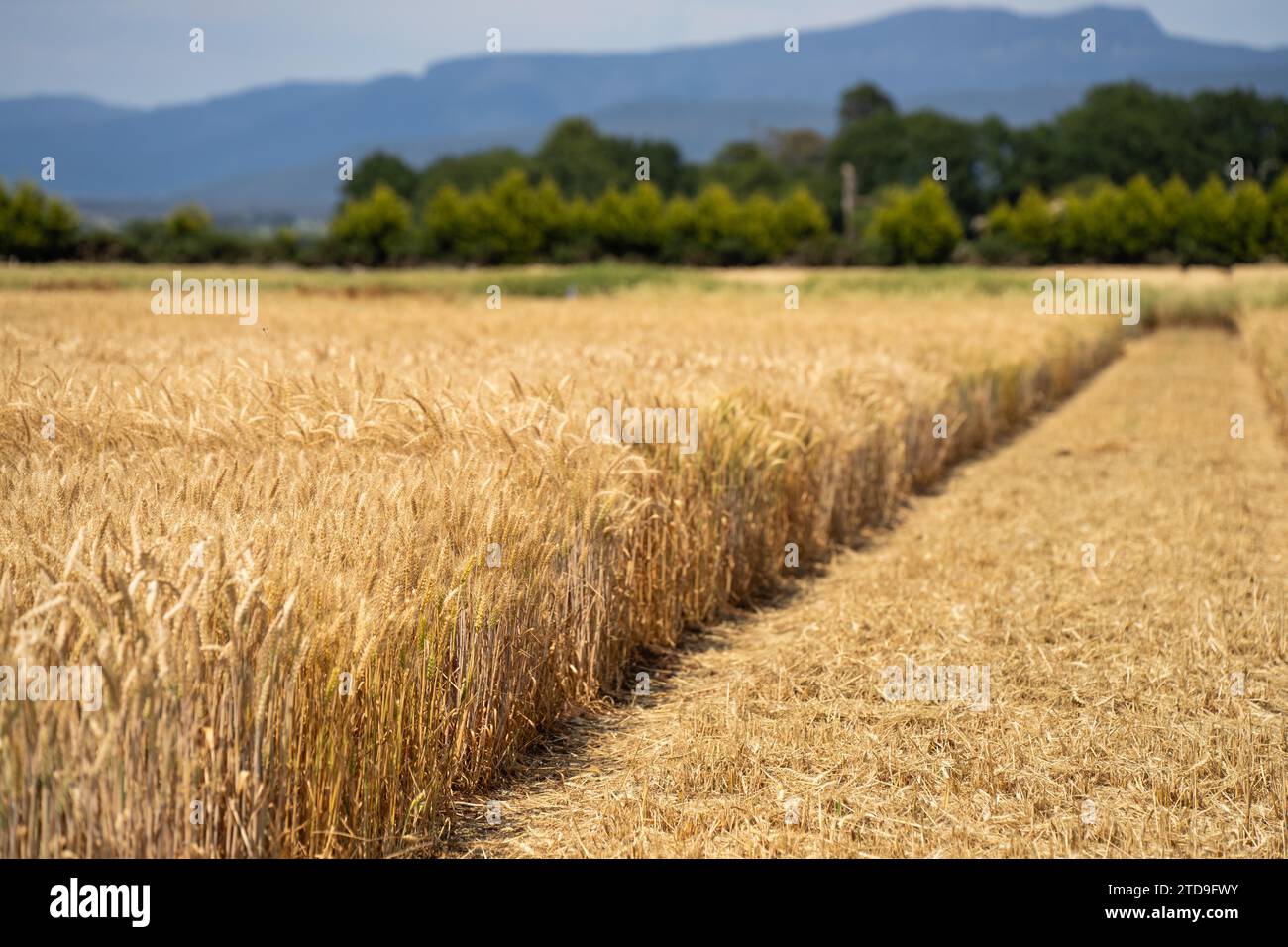 austrlian farming landscape of a wheat grain crop in a field in a farm ...