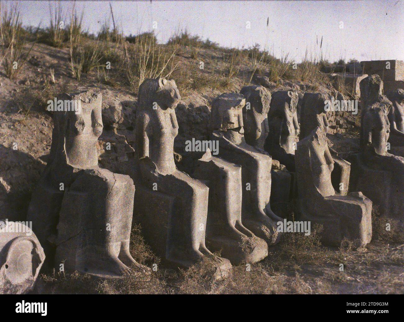 Karnak, Egypt, Africa Several statues of the goddess Sekhmet, Animal ...