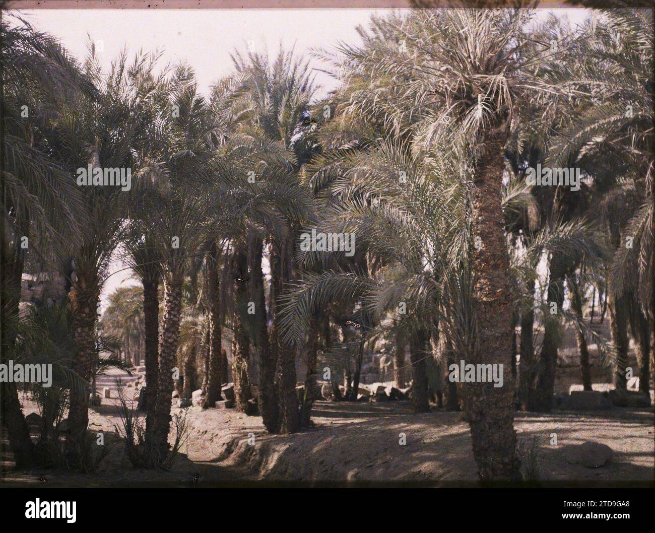 Karnak, Egypt, Africa Palm grove, Nature, Environment, Landscape, Palm ...