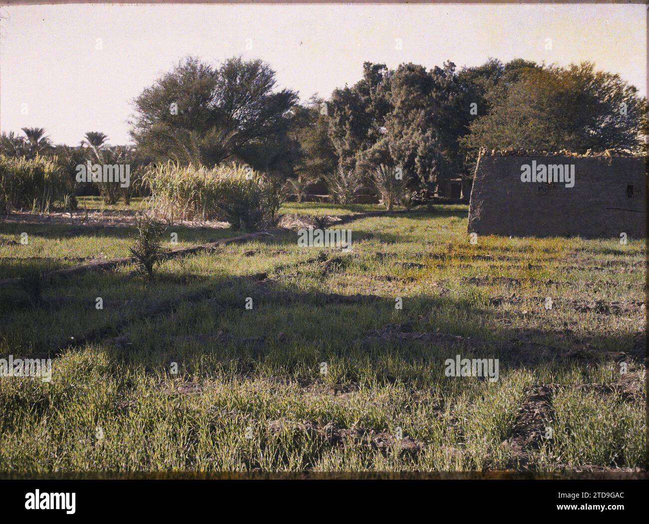 Louqsor, Egypt, Africa Fields of wheat and sugar cane, Economic ...