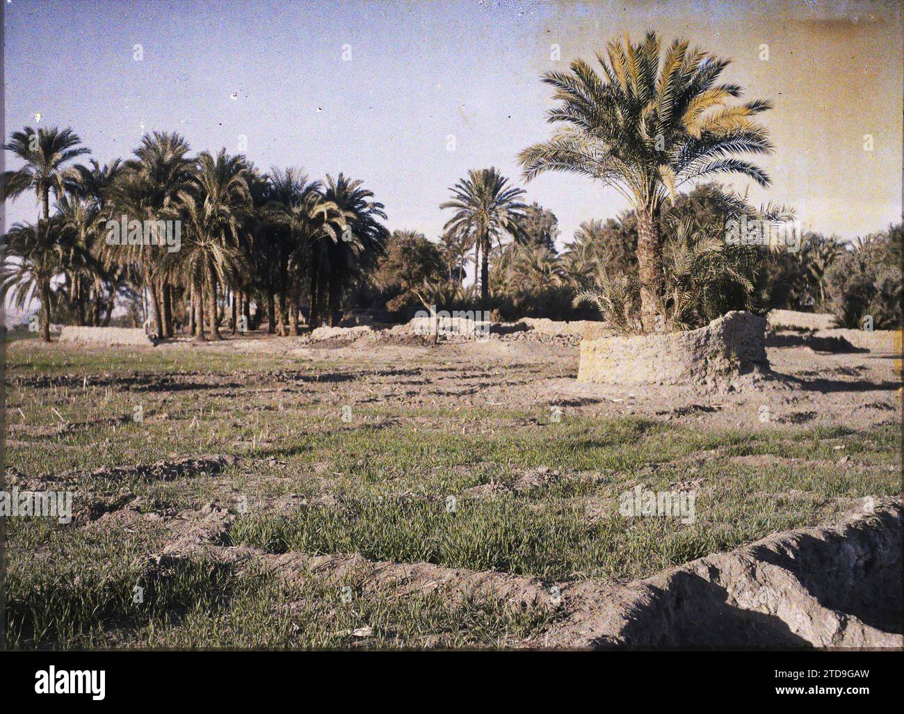 Louqsor, Egypt, Africa Fields and palm trees, Nature, Environment ...