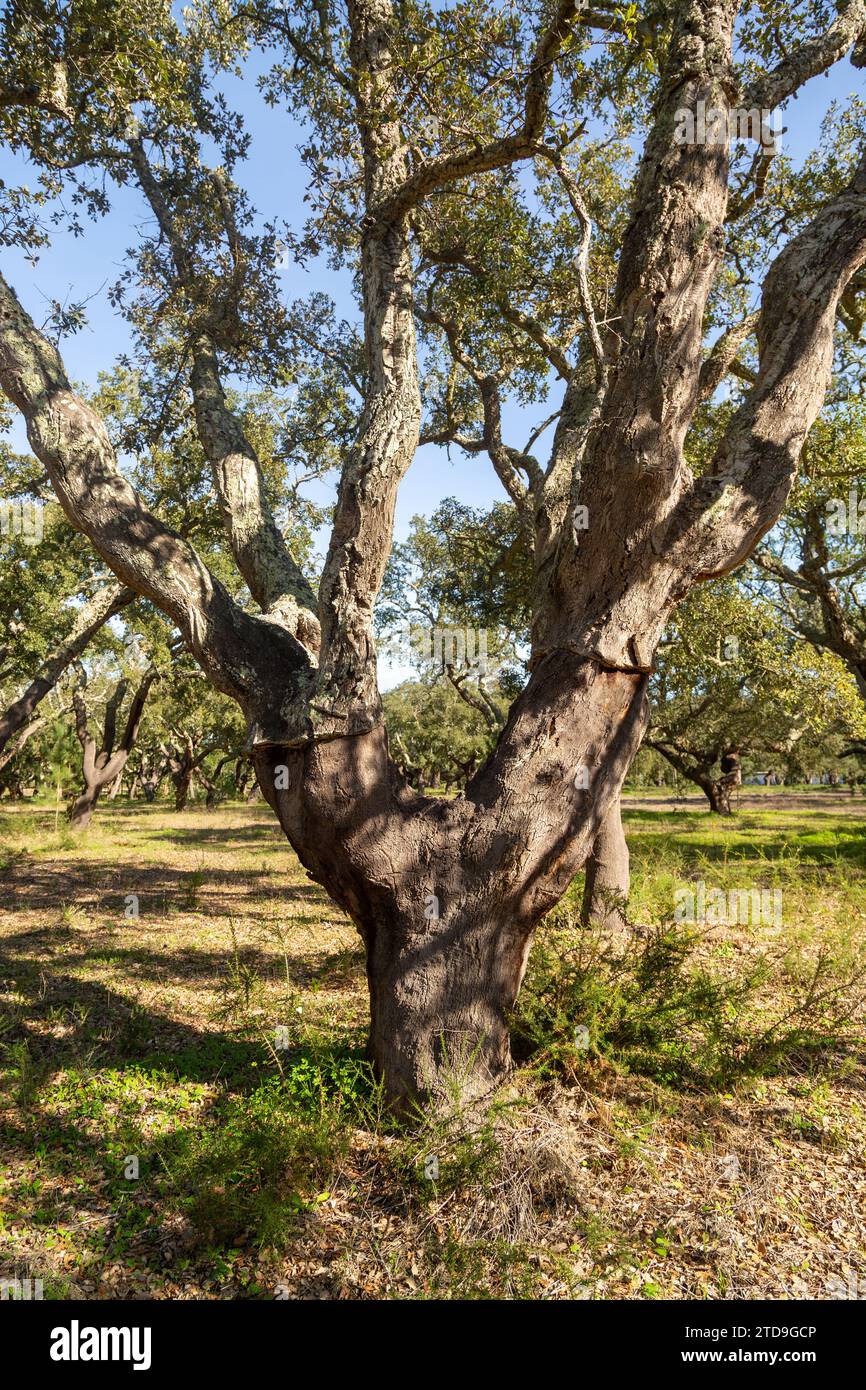 Quercus suber portugal hi-res stock photography and images - Alamy
