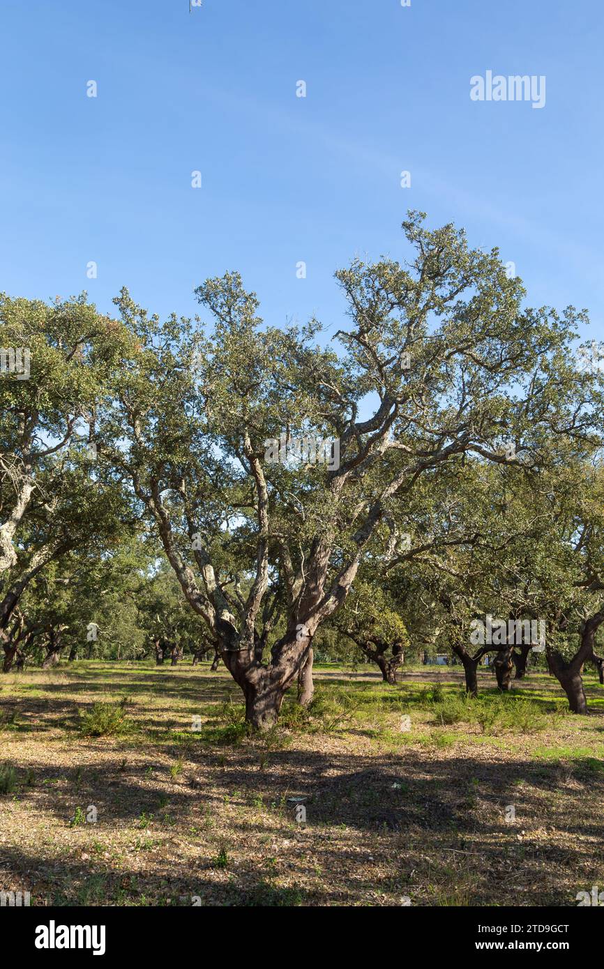 Cork Oak (Quercus suber) Forest near Santiago do Cacem, Portugal Stock ...