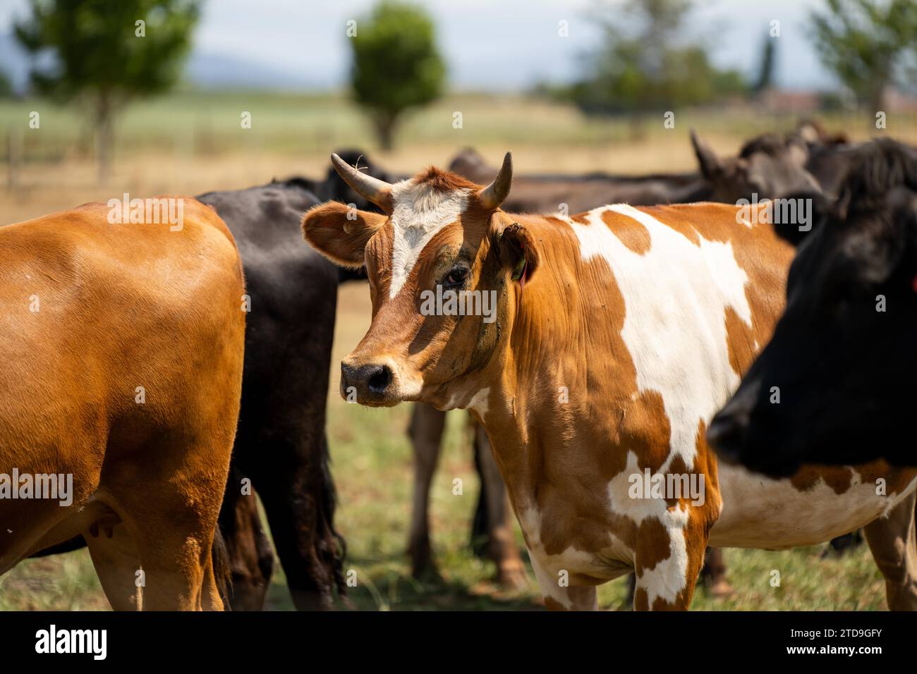 Dairy cows at feed trough hi-res stock photography and images - Alamy