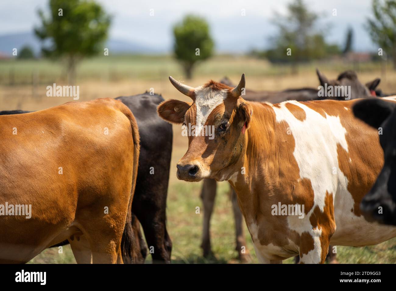 organic, regenerative, sustainable agriculture farm producing stud ...