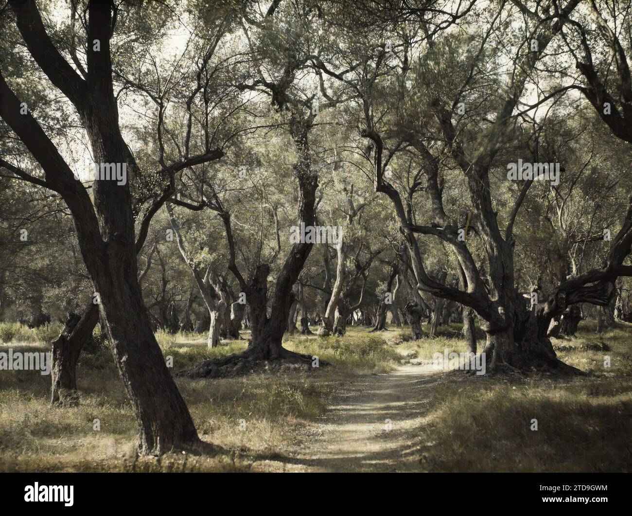 Cap-Martin, France Olive forest, Nature, Environment, Forest, wood ...