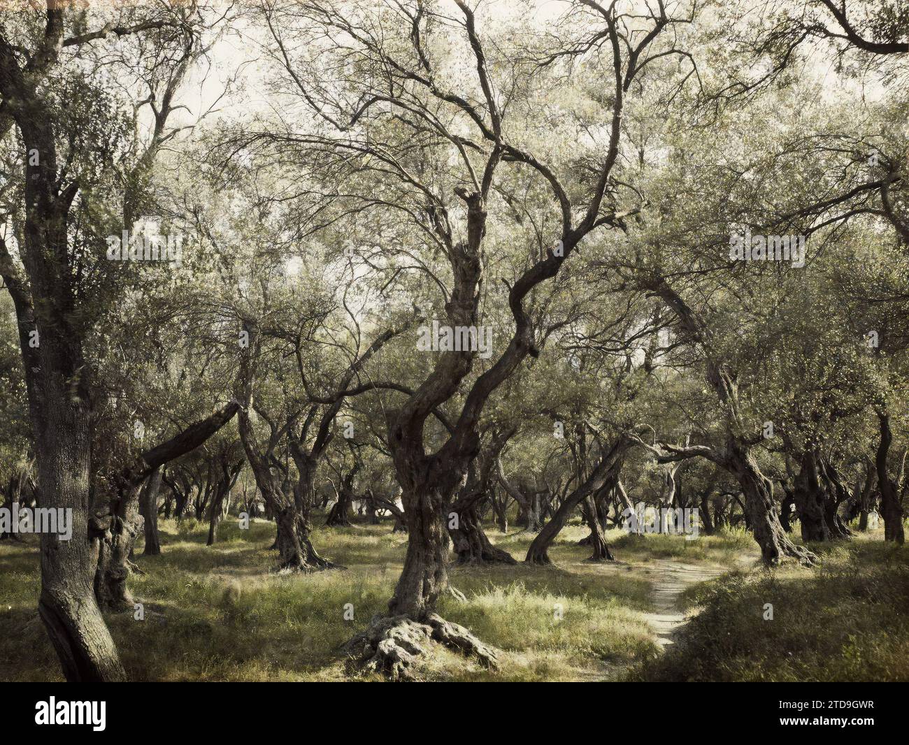 Cap-Martin, France Olive forest, Nature, Environment, Forest, wood ...