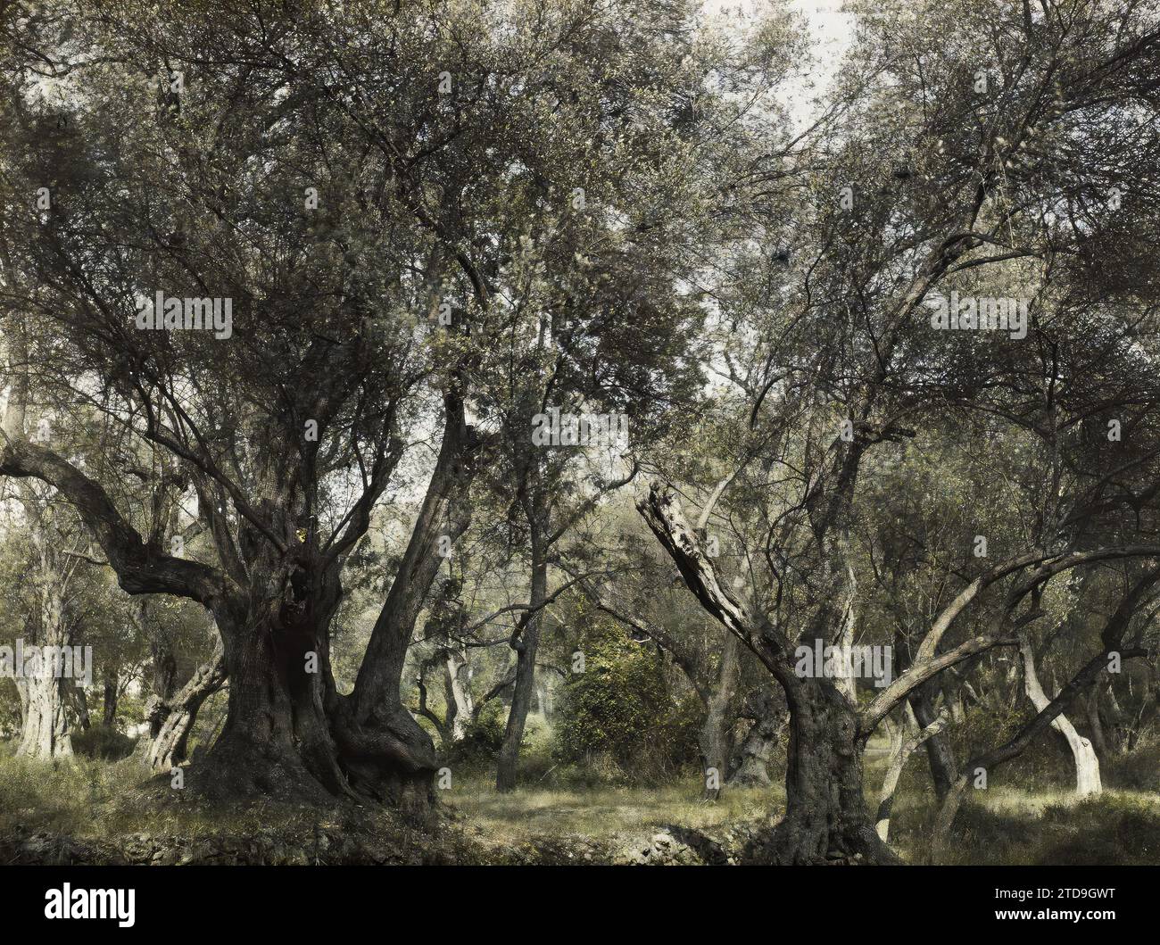 Cap-Martin, France Olive forest, Nature, Environment, Forest, wood ...