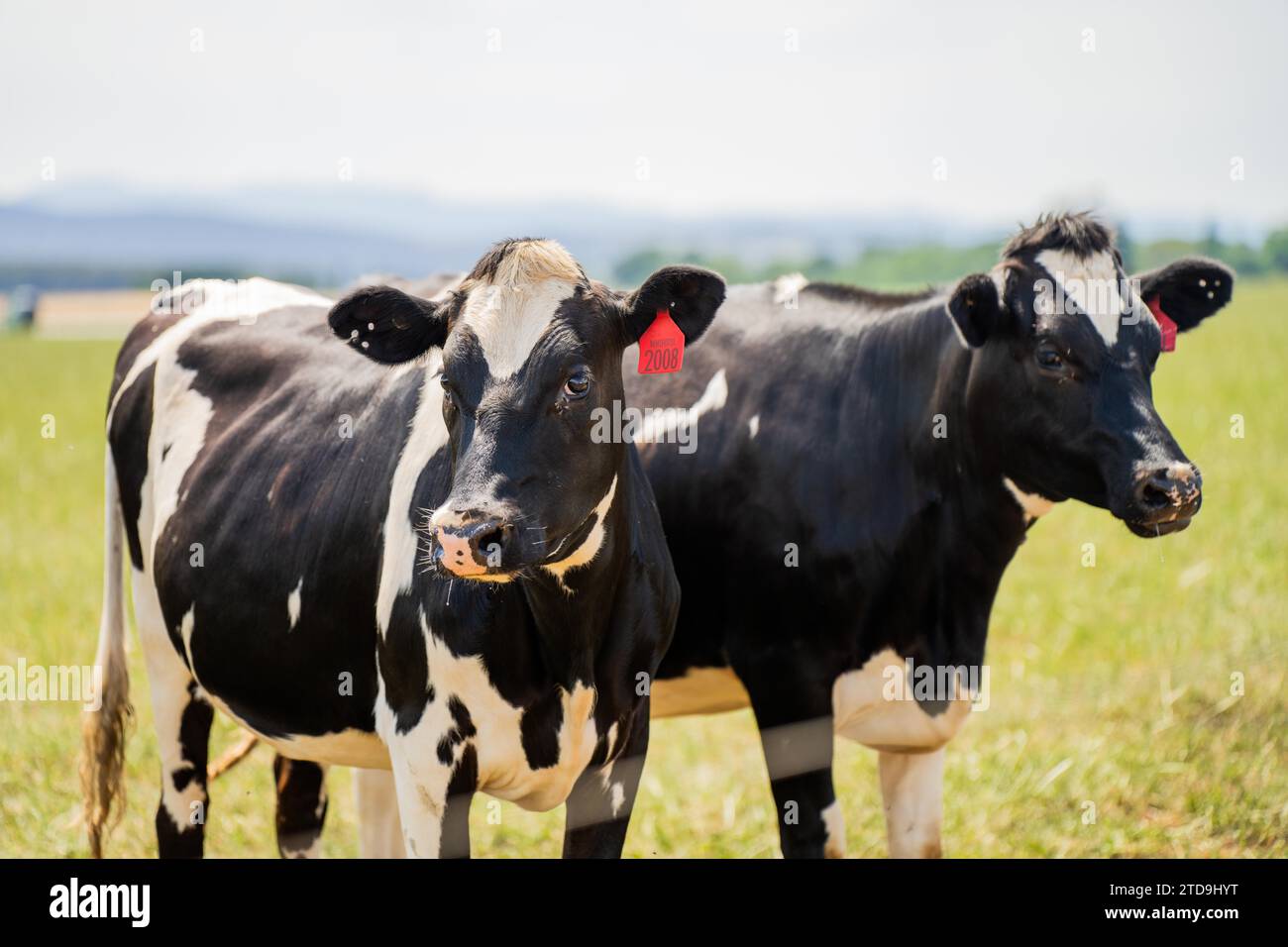 Portrait of Cows in a field grazing. Regenerative agriculture farm ...