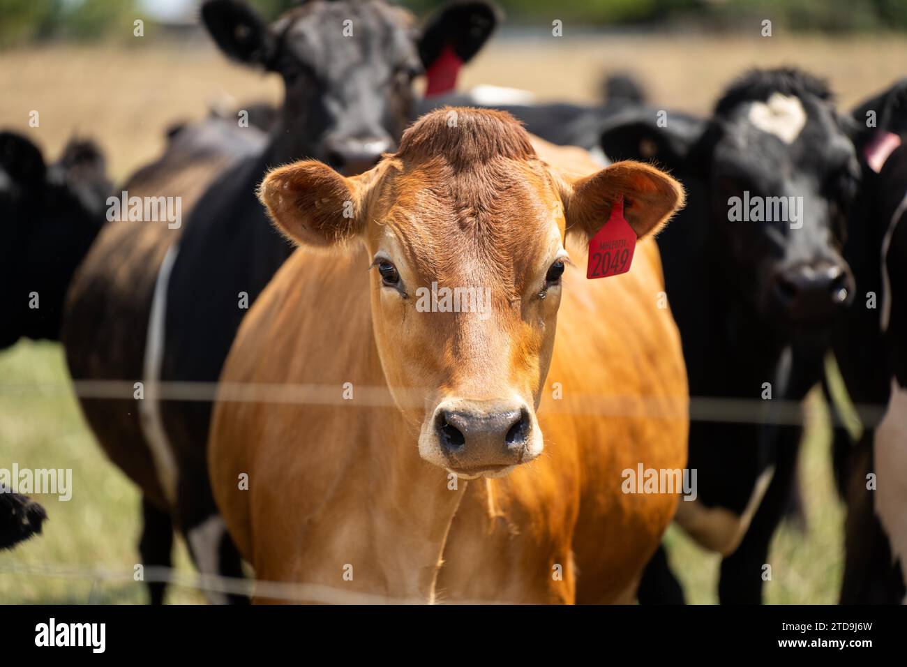 portrait Stud dairy cows grazing on grass in a field, in Australia ...