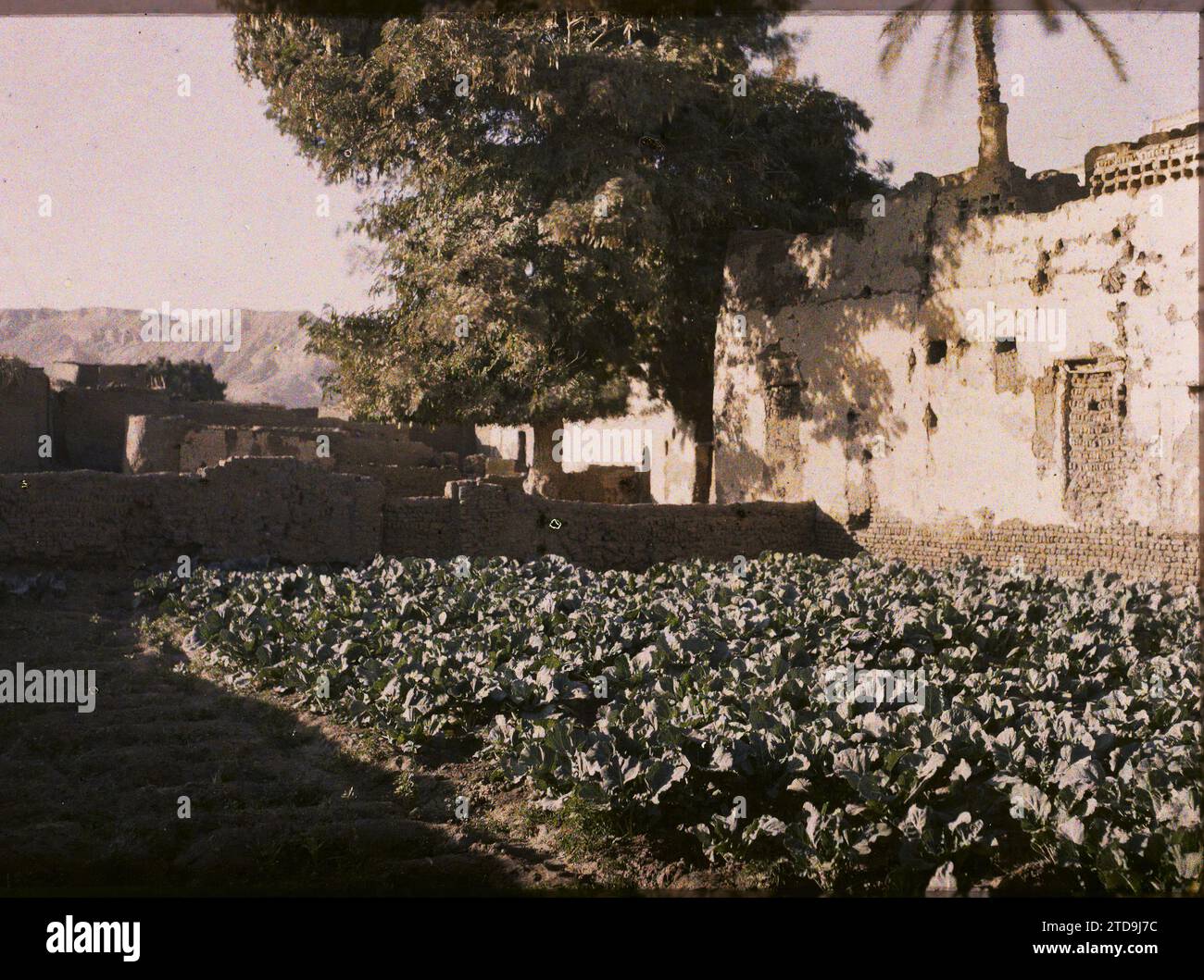 Lebbak hi-res stock photography and images - Alamy