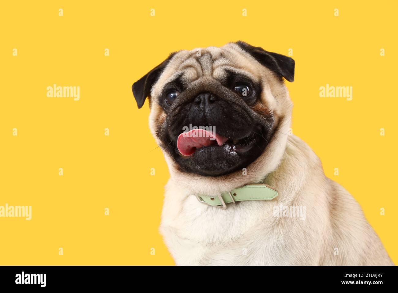 Cute pug dog on yellow background, closeup. Dental concept Stock Photo ...