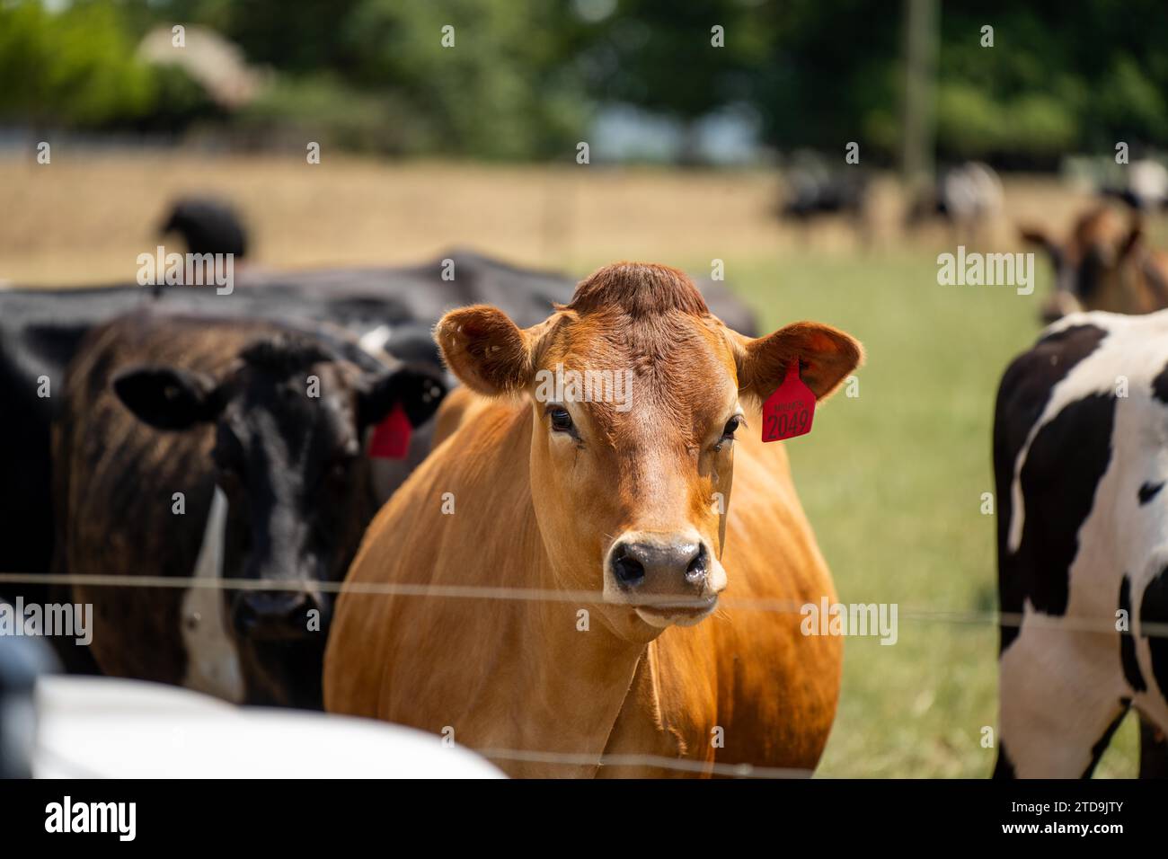 beautiful portrait of a cow in a field on a farm. big fat beef cow ...