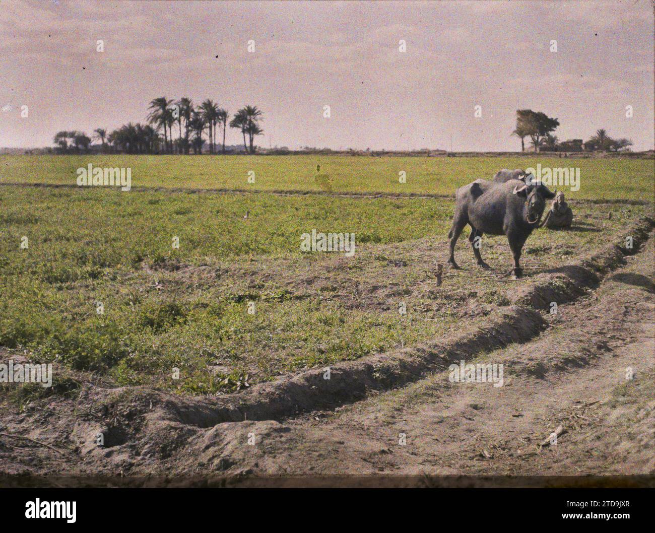 Beni Hassan, Egypt, Africa Buffaloes grazing led by shepherd children ...