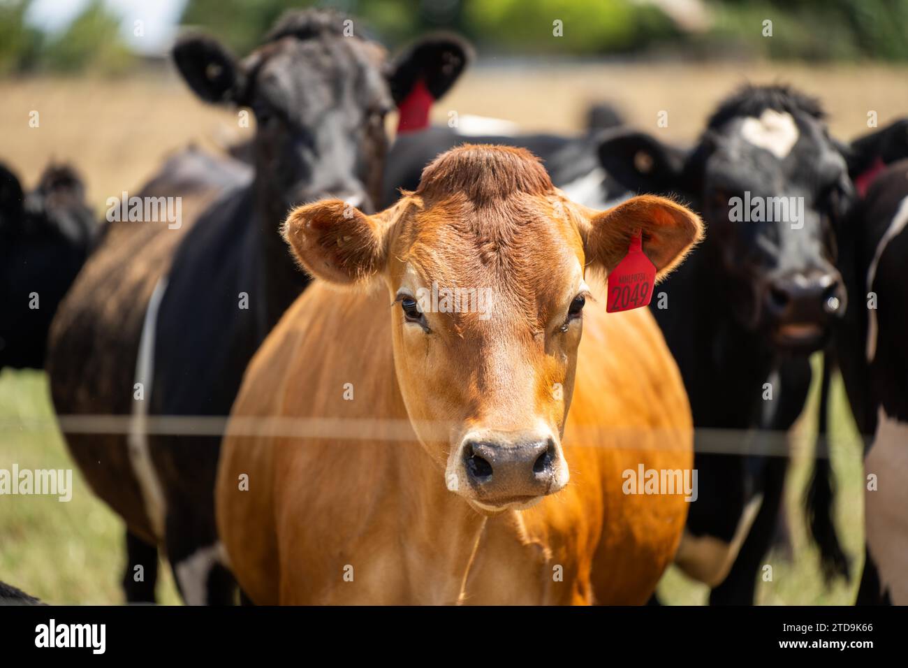 Dairy Cows in a field on a farm in Australia. Beautiful cow close up on ...