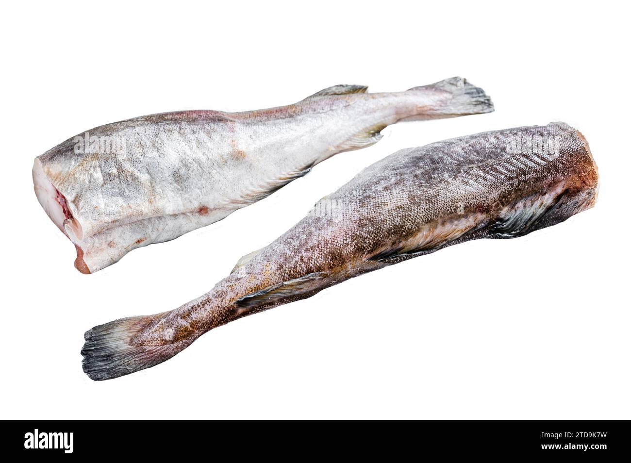 Raw cod whole fish on kitchen table. Isolated on white background Stock ...