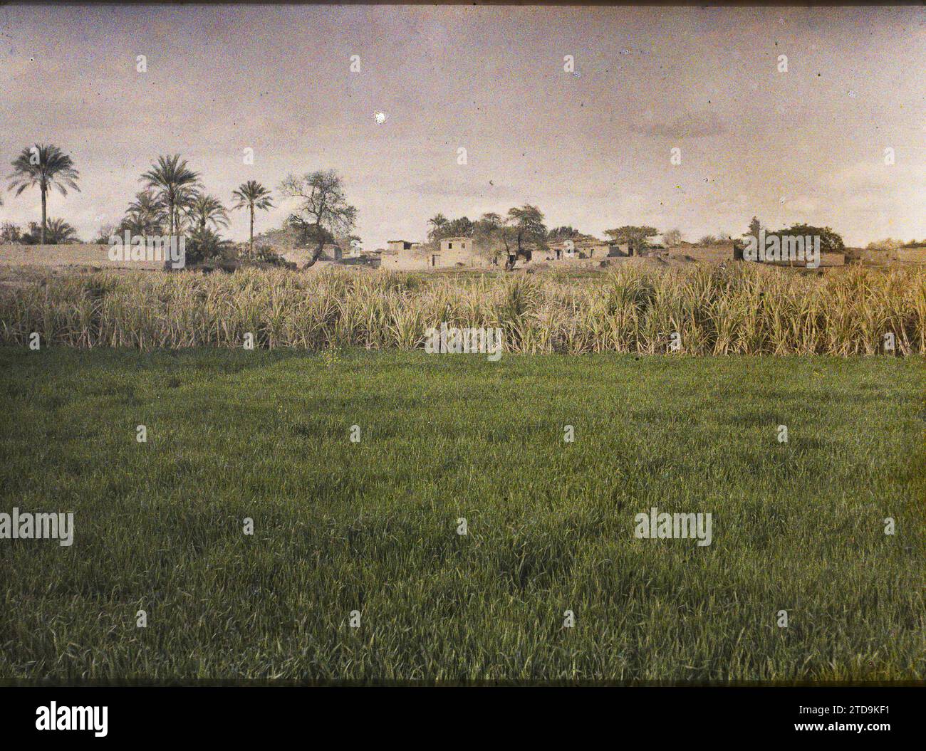 Surroundings of Cairo, Egypt, Africa Fields of wheat and sugar cane ...