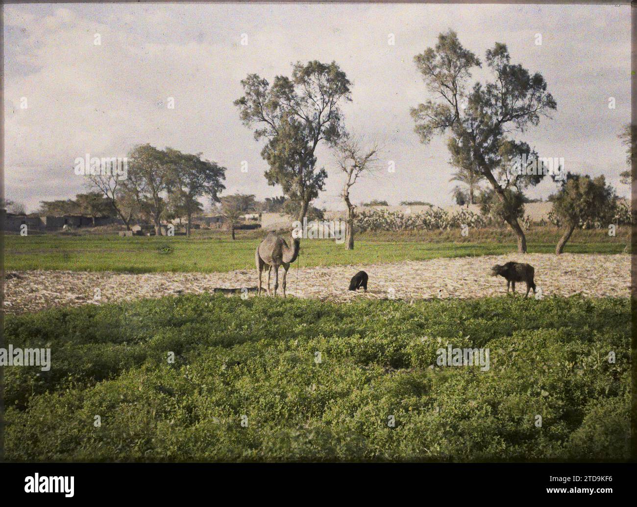 Cairo surroundings, Egypt, Africa A camel and sheep grazing in a field ...