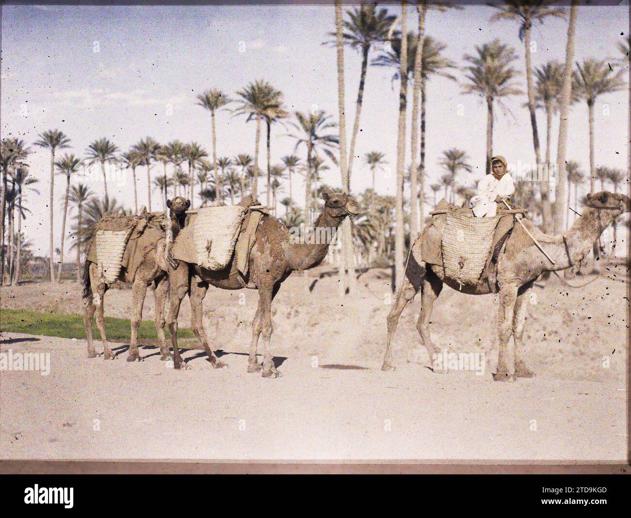 Palm grove camel hi-res stock photography and images - Alamy