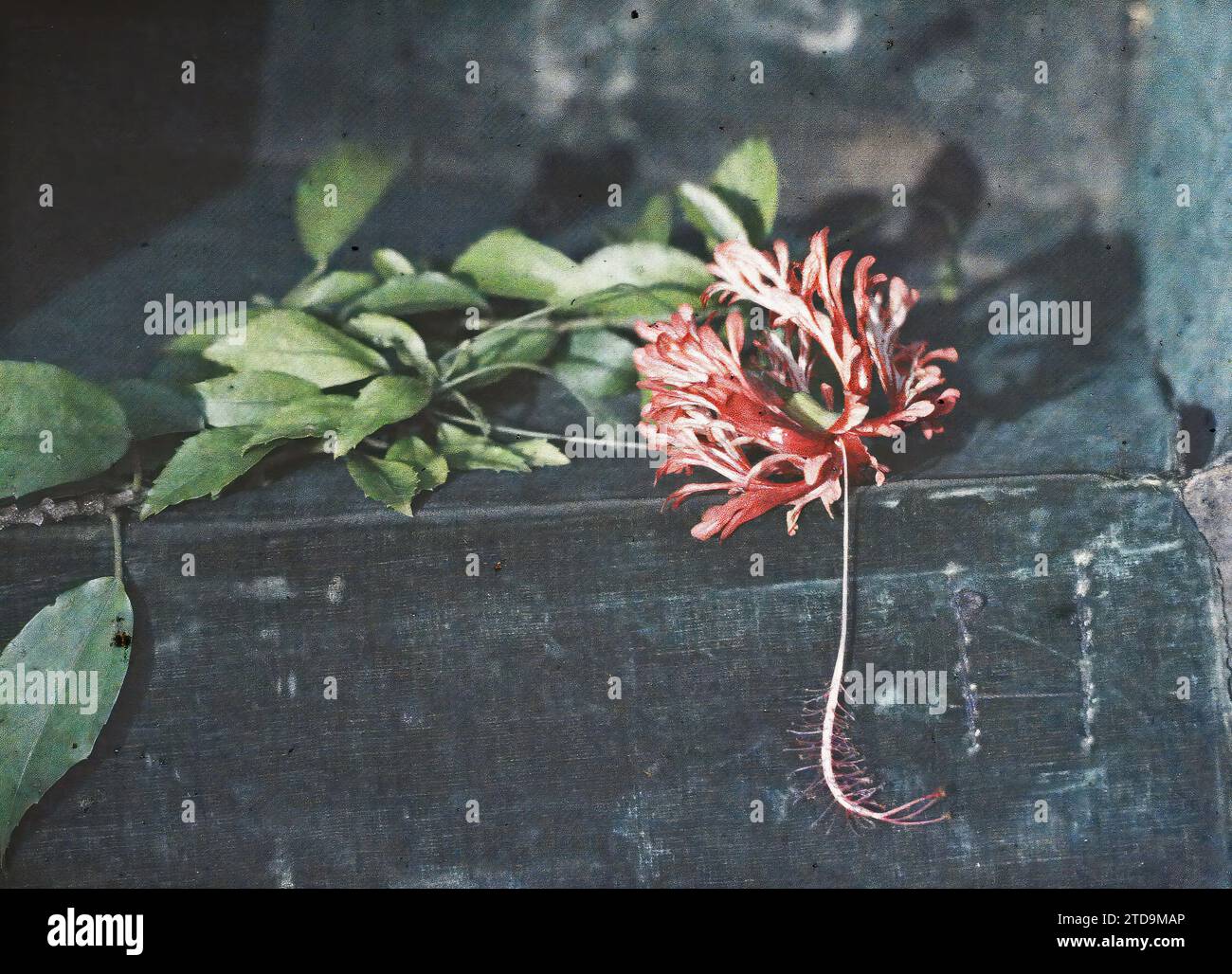 Tonkin, Indochina Leaves and flower of double red hibiscus, Nature ...