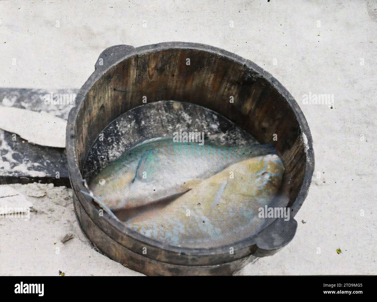 Ha-long Bay, Tonkin, Indochina A parrot fish, Animal, Daily life ...