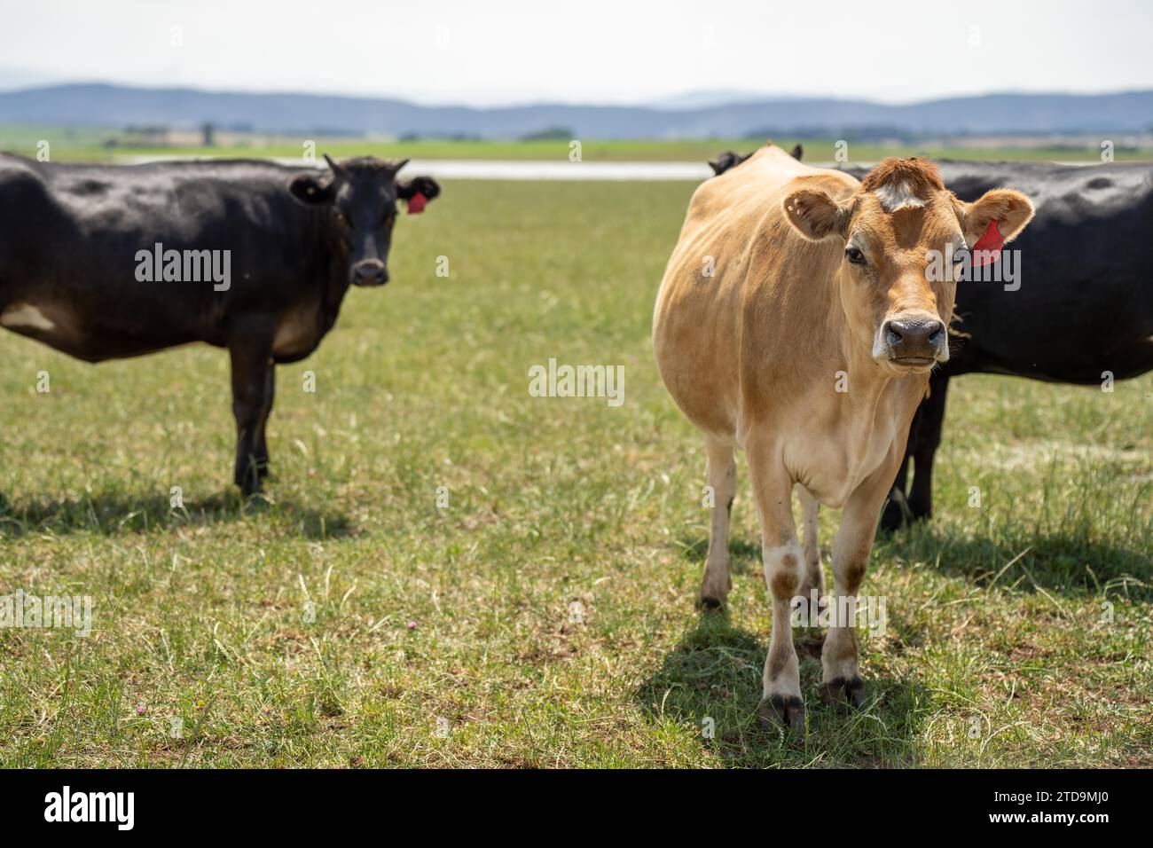 Portrait of Cows in a field grazing. Regenerative agriculture farm ...