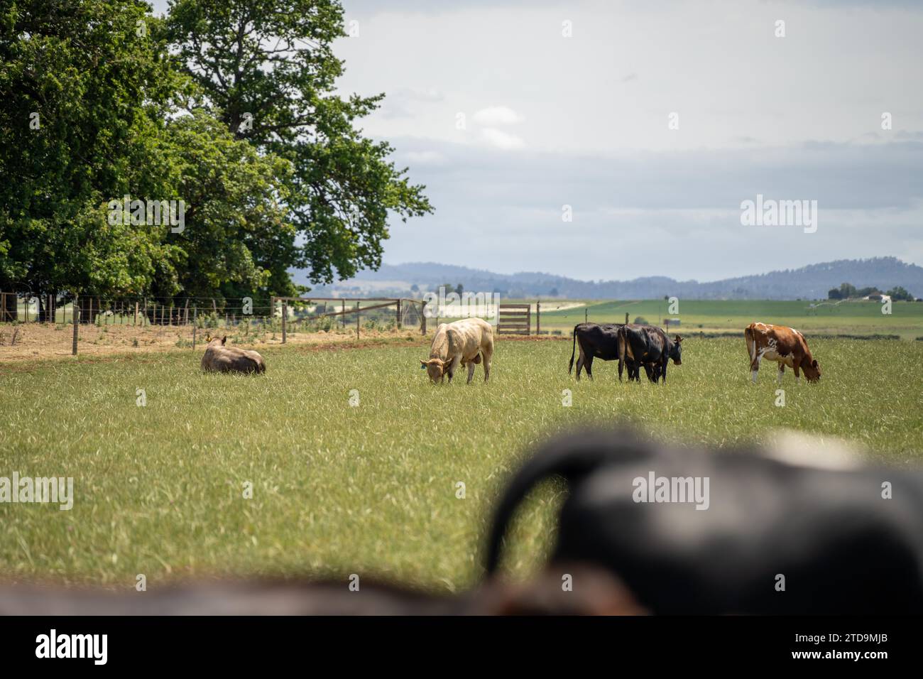 beautiful portrait of a cow in a field on a farm. big fat beef cow ...