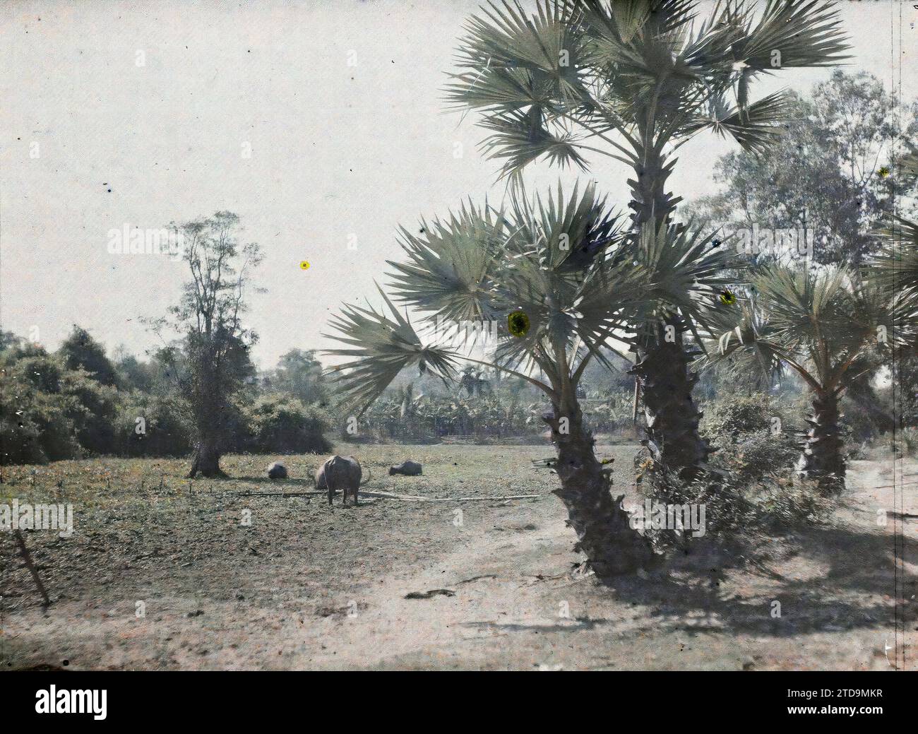 Surroundings of Siem Reap, Cambodia, Indochina Buffaloes in a swamp ...
