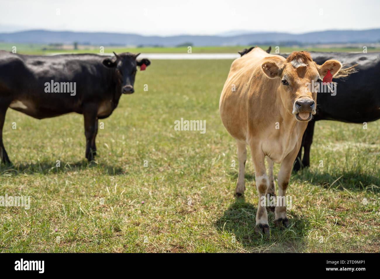 organic, regenerative, sustainable agriculture farm producing stud ...