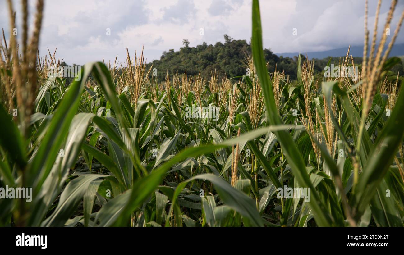 Photography of corn tree hi-res stock photography and images - Alamy