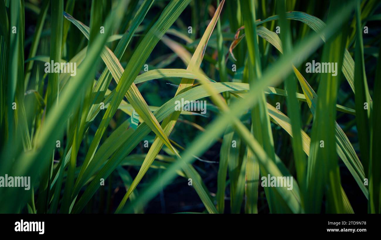 Rice plant rain water hi-res stock photography and images - Alamy