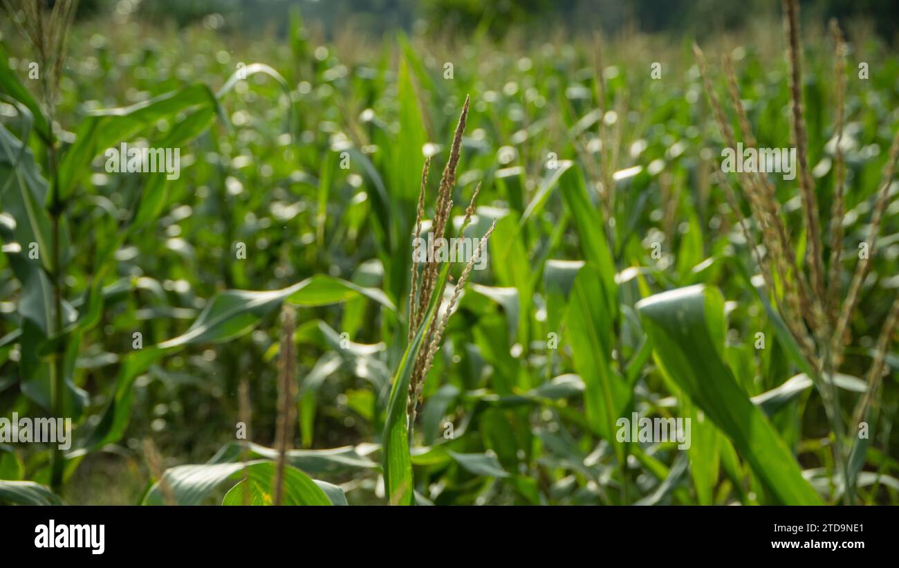 Corn tree hi-res stock photography and images - Alamy