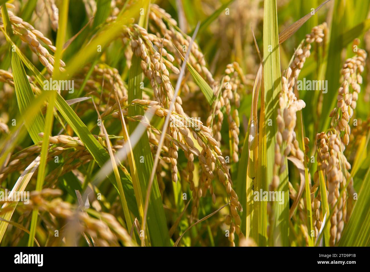 Japanese rice plantation during hi-res stock photography and images - Alamy